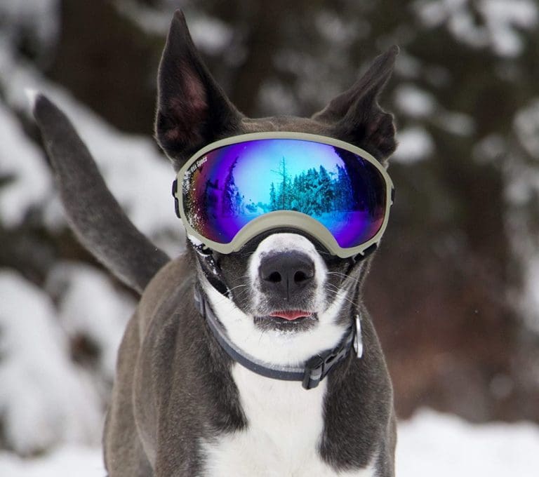 Pet Glasses and Goggles Shop