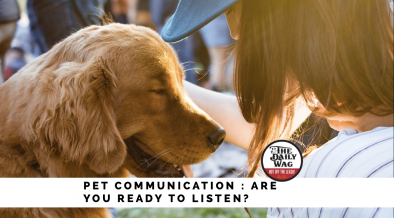 How To Communicate with Our Pets: Understanding Your Dogs and Cats